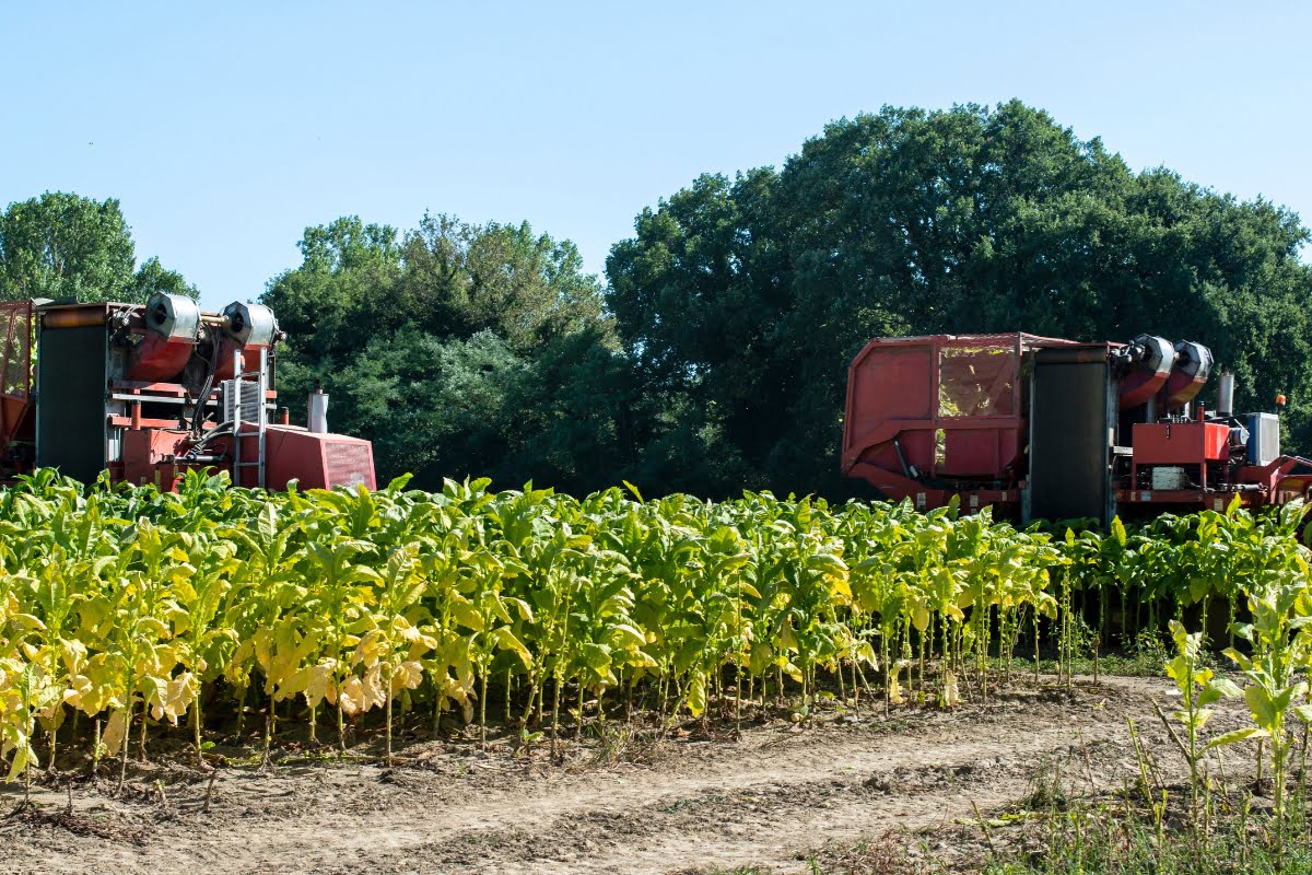 Puro Cigar: Unveiling the Secrets Behind this Exquisite and Authentic Smoke